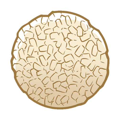 Warabi, Unopened & Delicious Bracken Fern | Uwajipedia | Uwajimaya